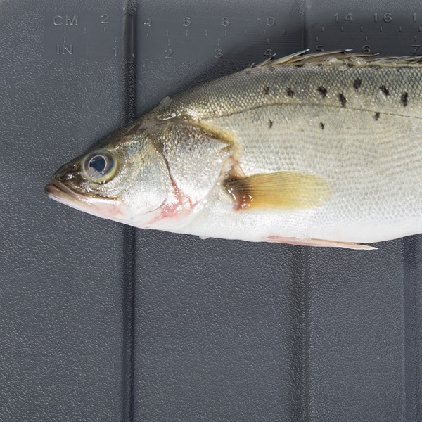 Icemaster Pro 70L Kylbox • SS Marin & Bilbehör AB